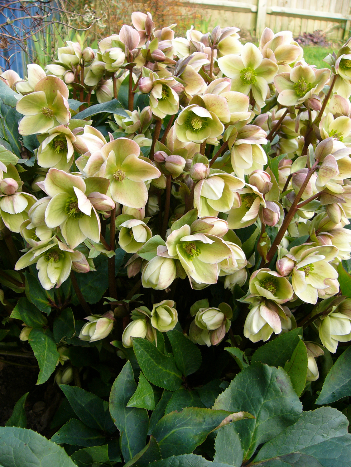 La collection Globe planter - Hellébore - Ivory Prince