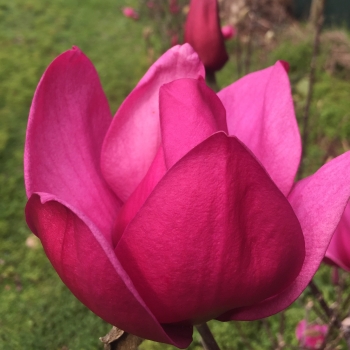 Magnolia - Pink Pyramid